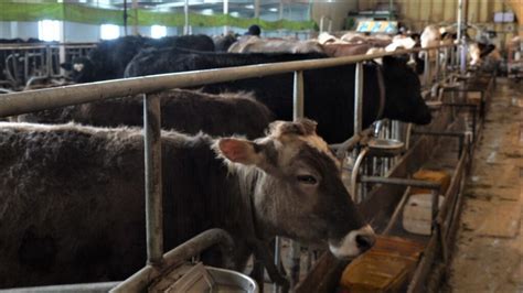 УИХ ын Үйлдвэржилтийн бодлогын байнгын хорооны гишүүд Төв аймгийн эрчимжсэн мал аж ахуйн үйл