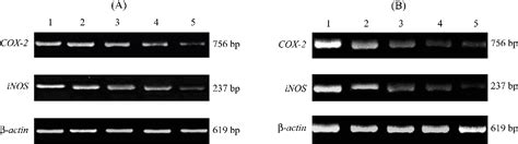 Figure 1 From Triptolide Inhibits Cyclooxygenase 2 And Inducible Nitric