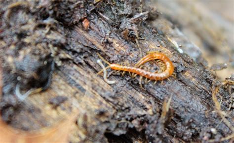 Common Cryptops From Clarion County Pa Usa On April 22 2022 At 0147 Pm By Brandonh1
