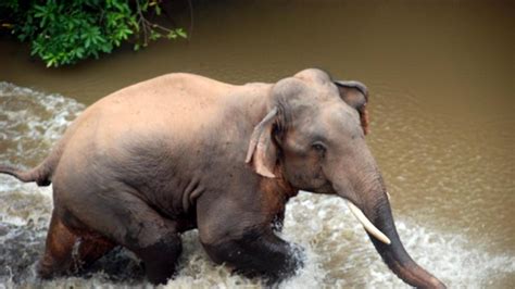 Karnataka Andhra Tourists Fined For Taking Selfies With Elephant In