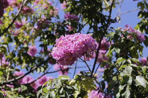 Invitan A Reto Fotográfico Sobre La Flora Y Fauna De Sinaloa