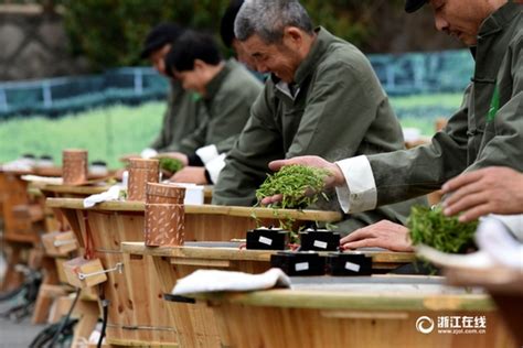 高手对决 杭州举行龙井茶技艺大赛图片频道 海口网 海口权威新闻门户网站