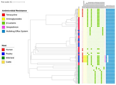 Whole Genome Sequencing Based Profiling Of Antimicrobial Resistance