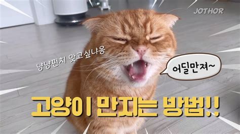 고양이 만지는 방법 Youtube