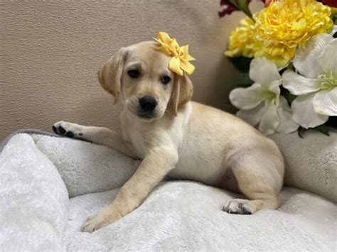 Labrador Retriever Puppies Petland San Antonio Tx