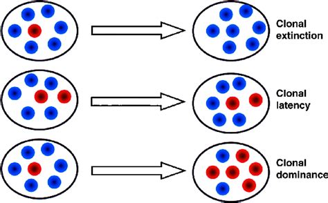 2 Stochastic Stem Cell Dynamics Whenever The Pool Of Stem Cells Is