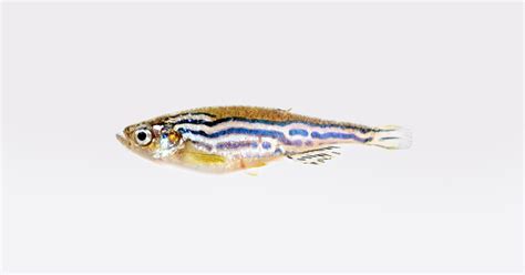 These Mutant Zebrafish Are Growing Arm Bones