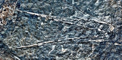 Saurichthys Eating A Coelacanth Fossil Id The Fossil Forum