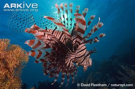 Chondrichthyes And Osteichthyes Exploring The Waters