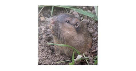 Pocket Gopher Ceramic Tile Zazzle Pocket Gopher Ceramic Tile Zazzle