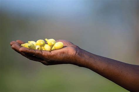 Introducing Mahua ōforest