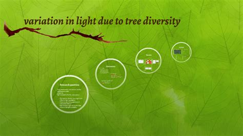 Variation In Light Due To Tree Diversity By Sercu Bram