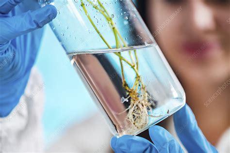 Botanist Examining Plant Specimen Stock Image F0246763 Science