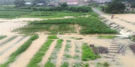 Dvb ပင်လောင်းတွင် မိုးကြီး ရေလျှံပြီး လူနေရပ်ကွက်နှင့် စိုက်ခင်းများ ရေနစ်မြုပ်