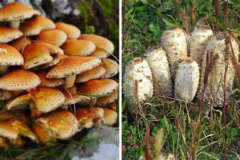 Hey Pandas, Share Photos Of Mushrooms You’ve Found (Closed) | Bored Panda