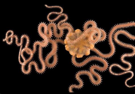 Diving Into The Brittle Star Genome To Understand The Evolution Of