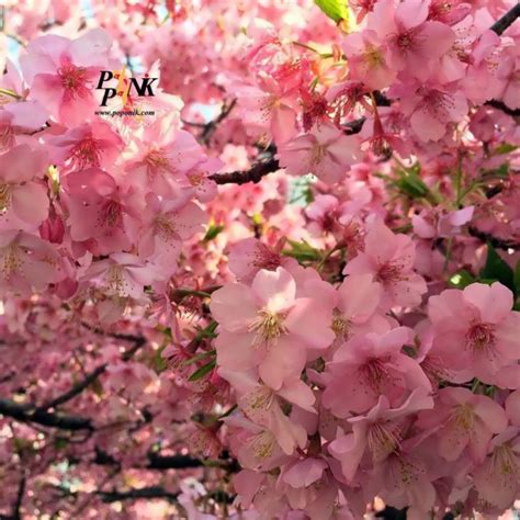 بذر درختچه سیکاس به همراه آموزش کاشت بذر درختچه سیکاس پوپونیک