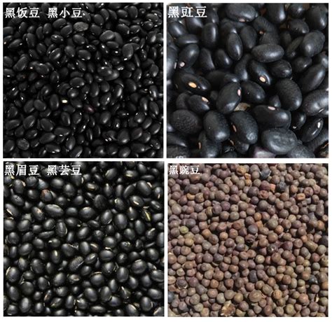 长黑豆 黑豆 小黑豆 文秘苑图库