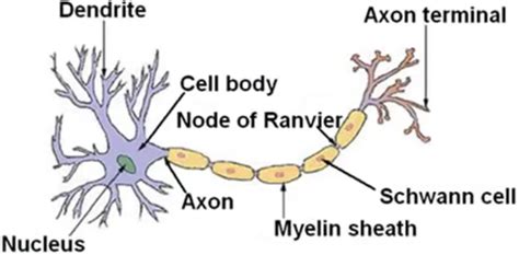机器学习笔记06：神经网络的表示 neural networks representation 神经网事件的表示法 csdn博客