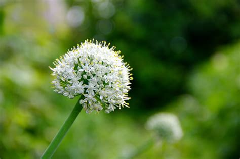 양파를 만지습니다 알리움 플라워 하얀 꽃이 피는 양파 꽃 머리 정원에서 양파 꽃의 클로즈업 양파 꽃 글로브 마스터 알리움의 클로즈업 복사 공간이있는 양파 여름 정원의 재배