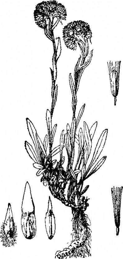 清明菜的简笔画 简笔画图片大全 普车都