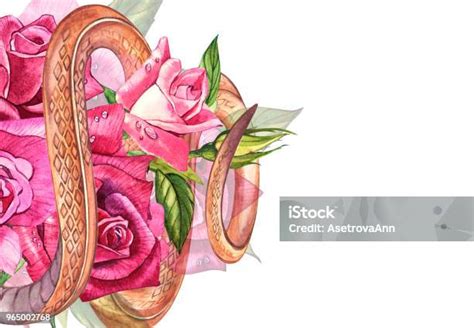 아름 다운 정원 장미와 뱀 레드와 핑크 장미 수채화 그림의 작곡 인쇄는 T셔츠를 사용 합니다 0명에 대한 스톡 벡터 아트 및 기타 이미지 Istock