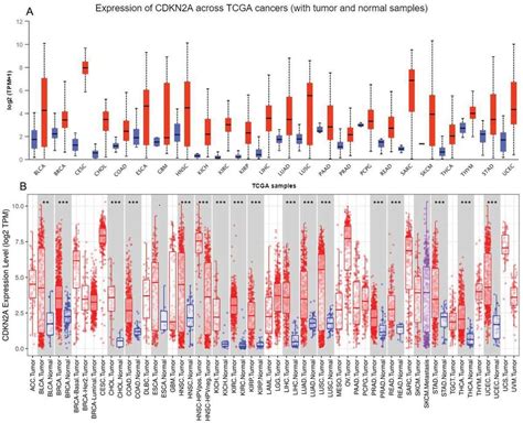 The MRNA Expression Of CDKN2A In Various Normal Tissues And Tumors A