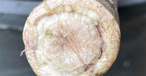 Growing Plumeria From Cuttings The Ultimate Guide