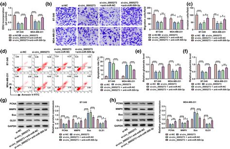 Circ0005273mir‐509‐3p Axis Regulated Proliferation Apoptosis