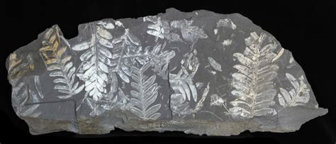 138 Fossil Seed Fern Plate Pennsylvania 32708 For Sale