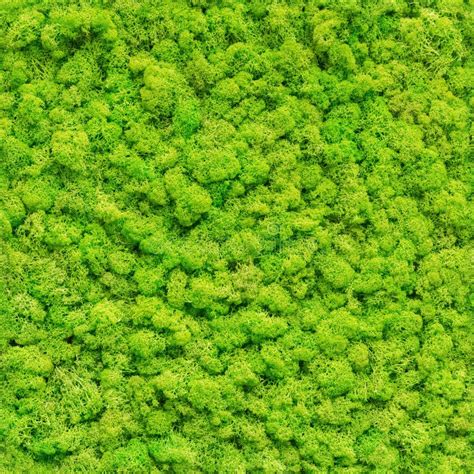 Moss Texture Seamless