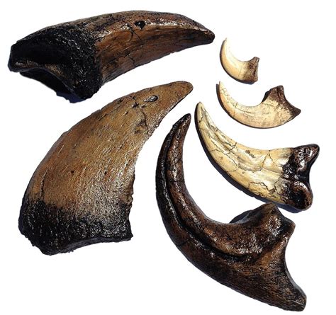 Dinosaur Claw Collection Dinosaurs Rock Superstore Fossil And Mineral