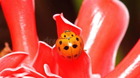 Ladybug Stock Image Image Of Ginger Torch Ladybug 70999747