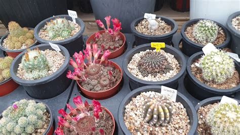 광주수정다육3탄다양한다육희귀다육볼거리소복다육이름알기 Youtube