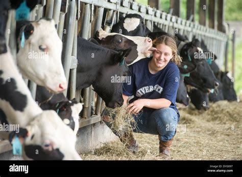 Las Vacas Lecheras Jóvenes Lamiendo El Rostro De Mujer Orono Maine