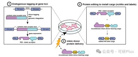 Science重磅：蛋白质编辑技术问世，十分钟内精准改造活细胞蛋白！ 知乎