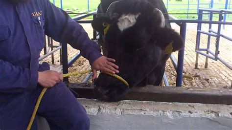 Nudos Utlizados En Ganader A Y Equinos Tvagro Por Juan Gonzalo Angel Youtube