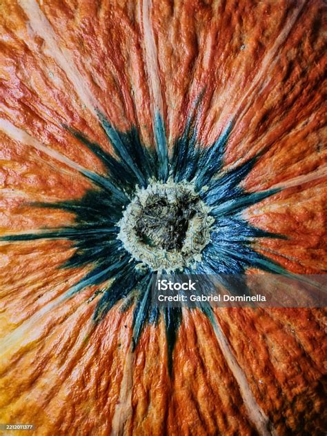 배경으로 사용하기 위해 복잡한 피부 디테일과 생생한 색상을 보여주는 호박 클로즈업 0명에 대한 스톡 사진 및 기타 이미지 0명 가을 건강한 식생활 Istock