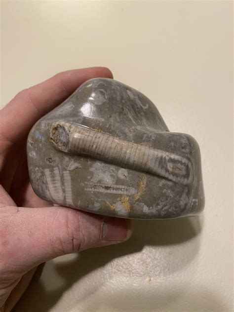 Crinoid Stem Members Gallery The Fossil Forum