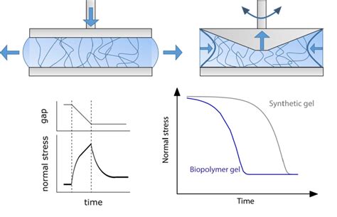 Poroelasticity Of Biopolymer Networks A Upon Compression Fluid Is