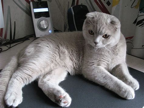 Милый серый шотландский вислоухий кот Шотландская вислоухая кошка