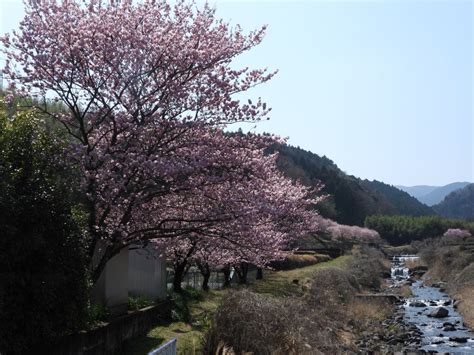 春霞の富士山と春めき桜 千釣休の一魚一絵