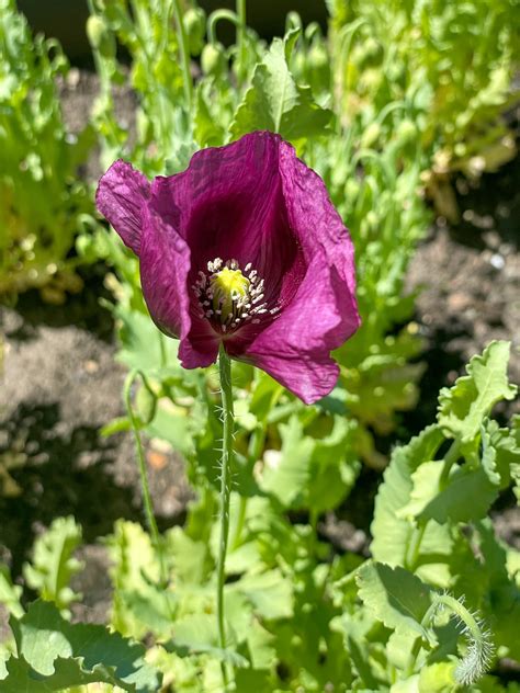 How To Collect Poppy Seeds From Pods