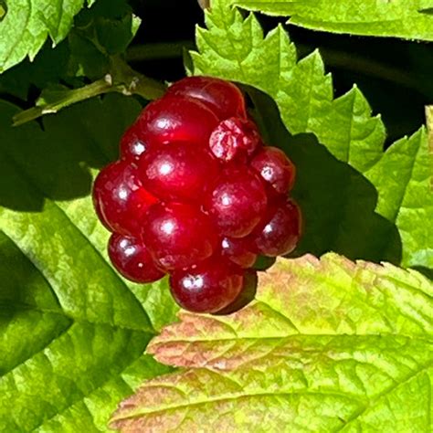 Rubus Pedatus Trailing Raspberry Wild About Flowers