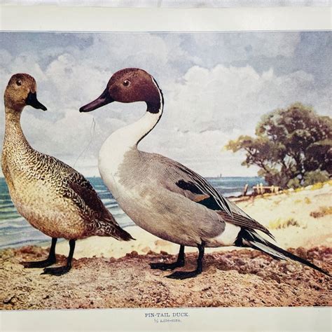 Duck Tail Etsy