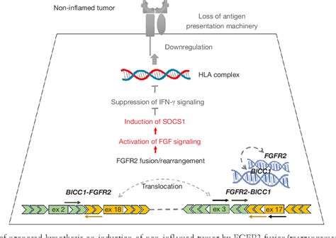 [pdf] The Role Of Fgfr Inhibitors In The Treatment Of Intrahepatic