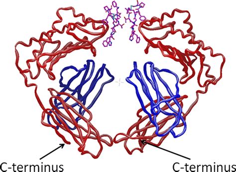 Overlay Of Peptide 1 With The Docking Model For The Human Fcrnfc