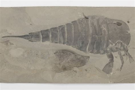 6 3 Eurypterus Sea Scorpion Fossil New York 207555 For Sale