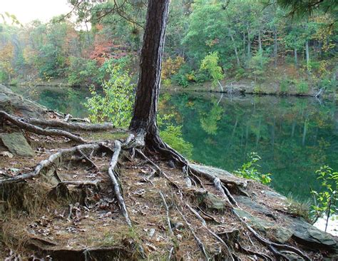Can Trees Walk The Surprising Science Of Tree Movement Smore Science Magazine