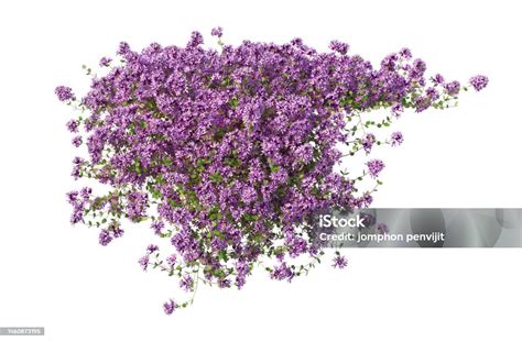 白い背景にアイビーを3dレンダリングする 3dのストックフォトや画像を多数ご用意 3d 潅木 花 Istock